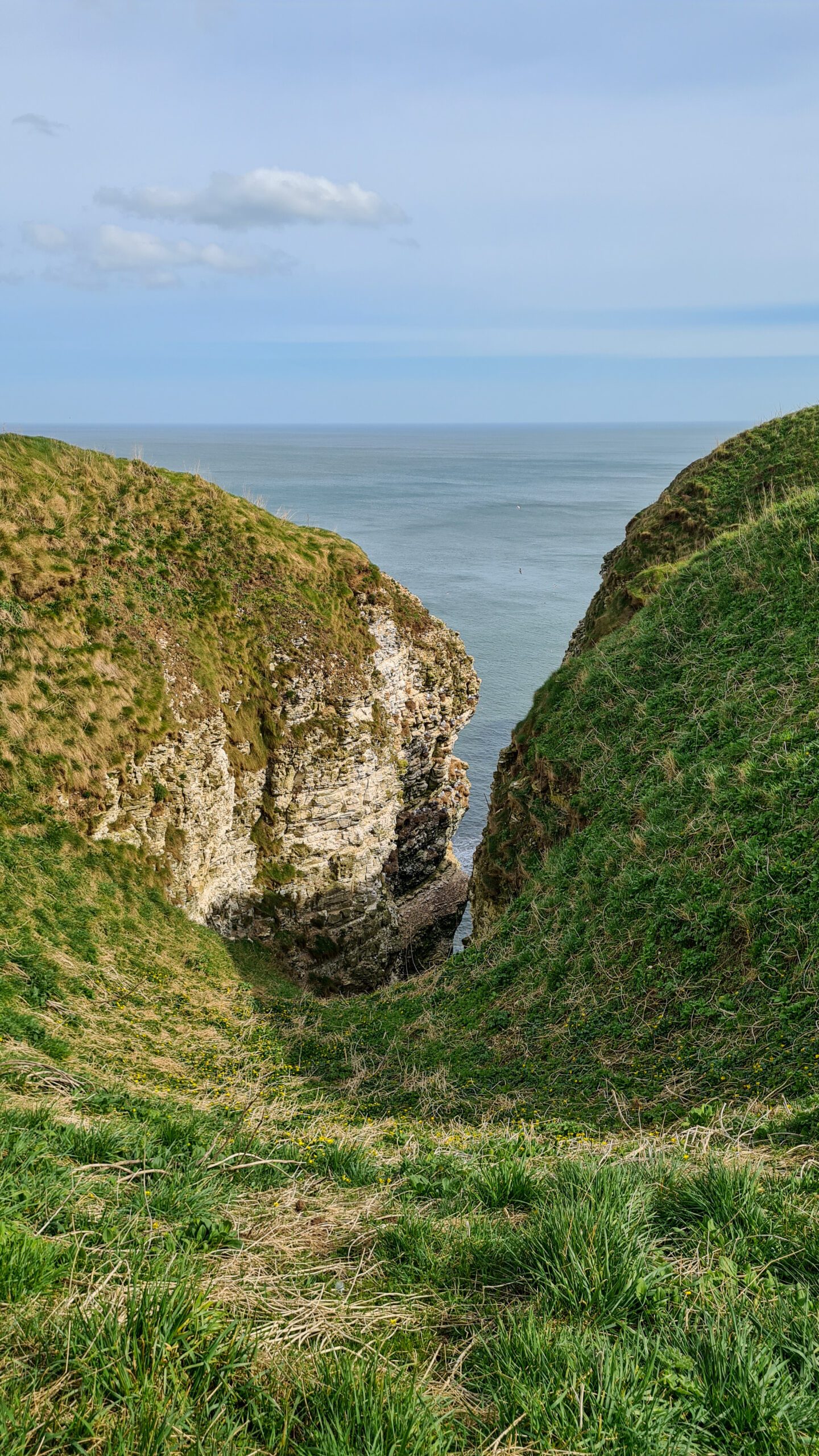 Visit Bempton Cliffs: Puffins, Walks & Stunning Views