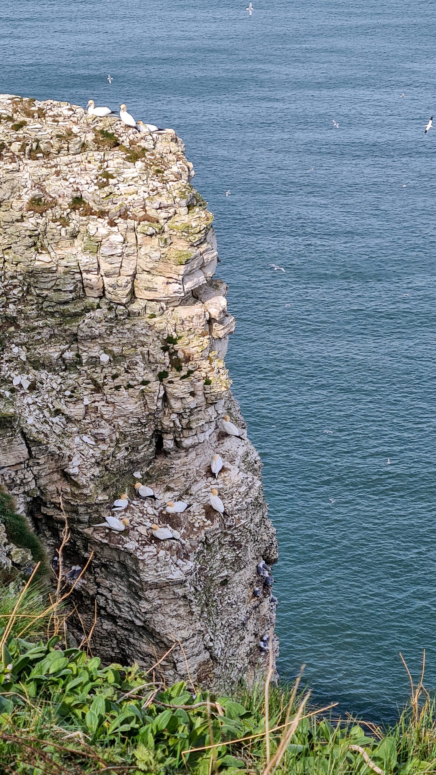 Visit Bempton Cliffs: Puffins, Walks & Stunning Views