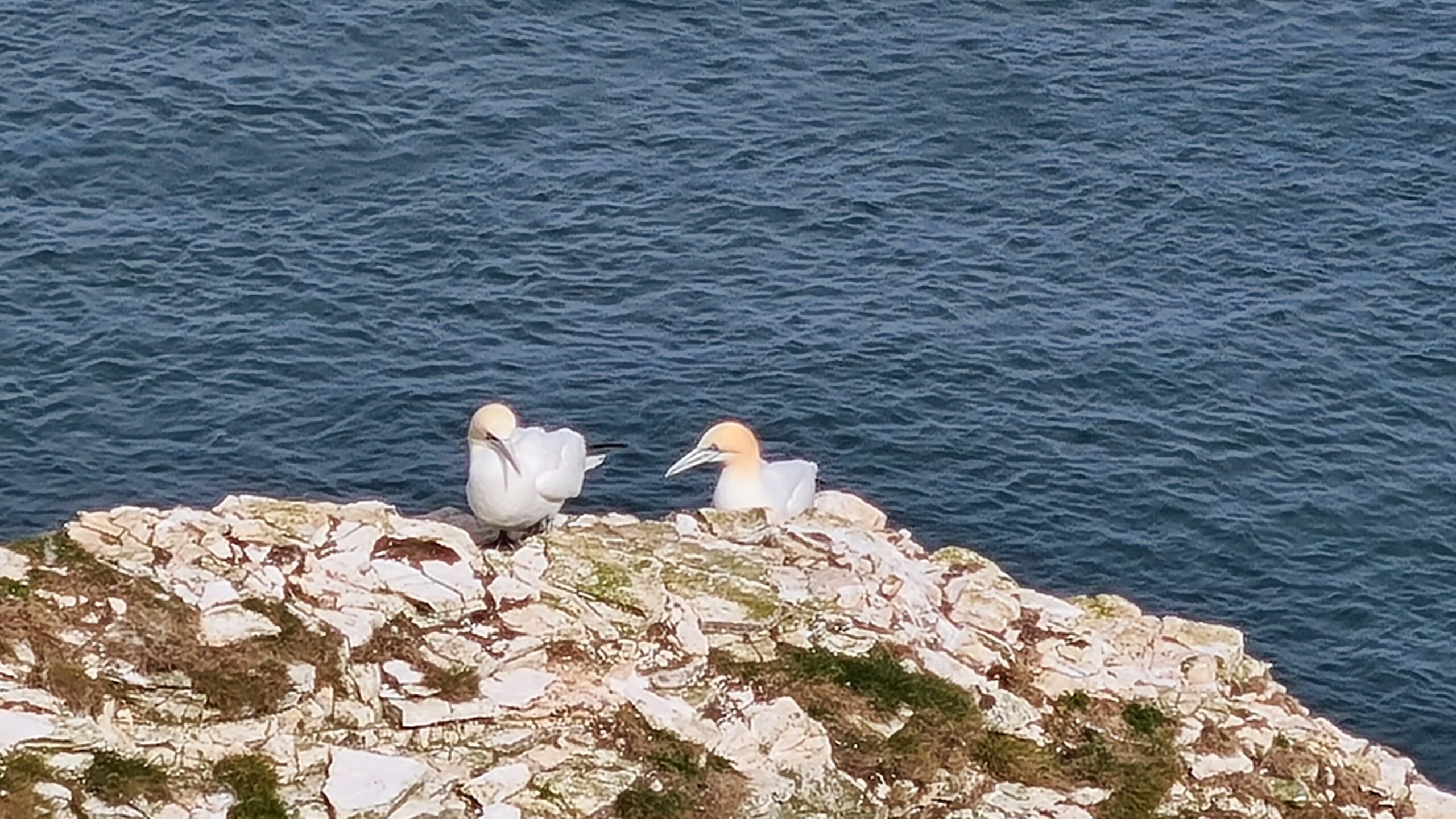 Visit Bempton Cliffs: Puffins, Walks & Stunning Views