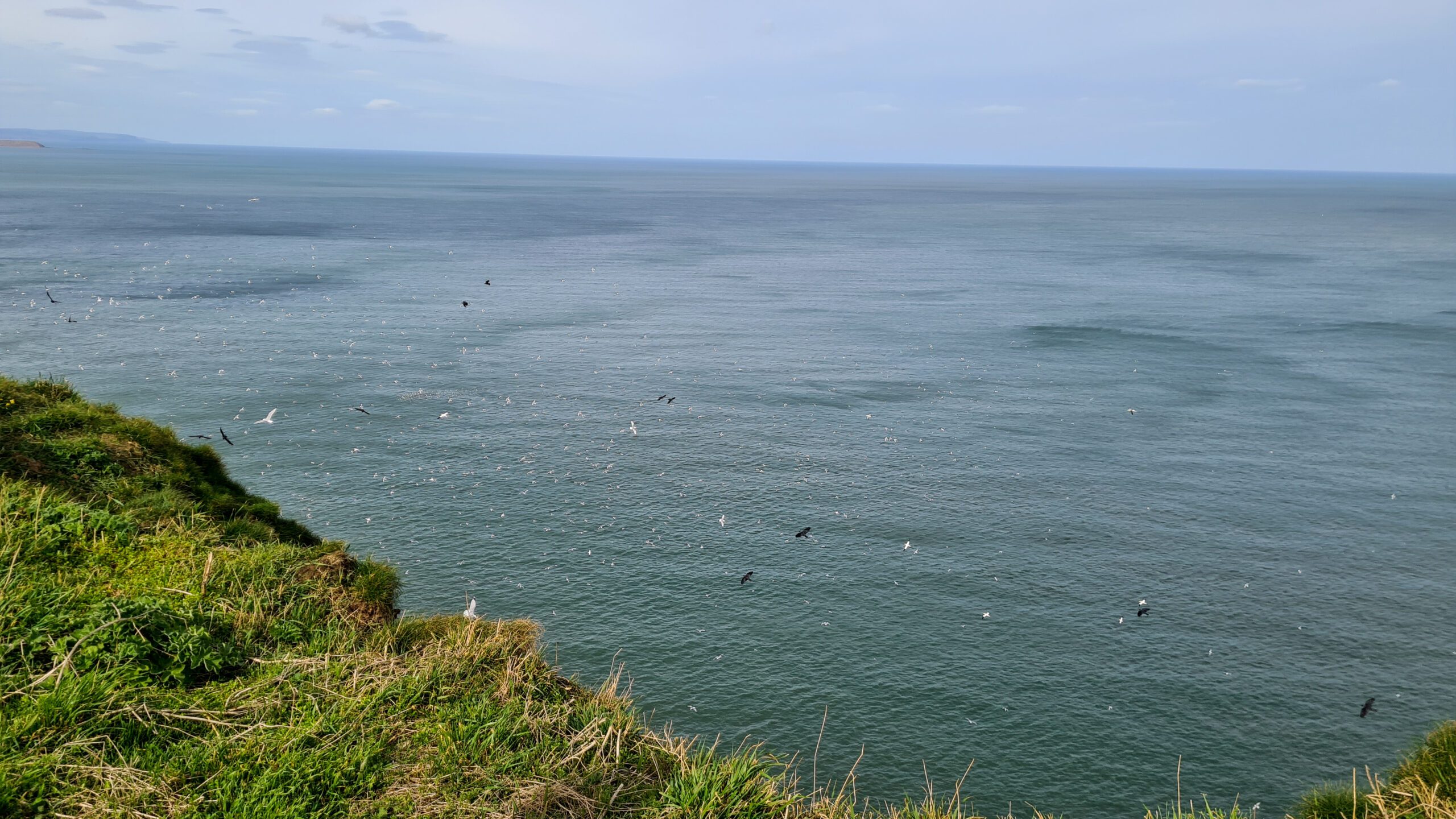 Visit Bempton Cliffs: Puffins, Walks & Stunning Views