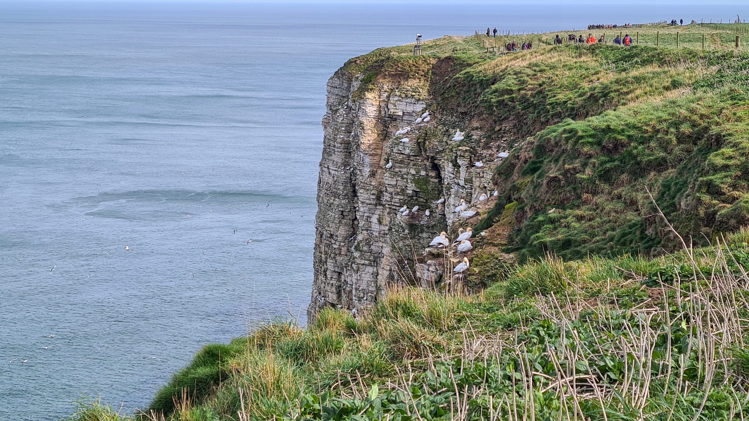 Visit Bempton Cliffs: Puffins, Walks & Stunning Views