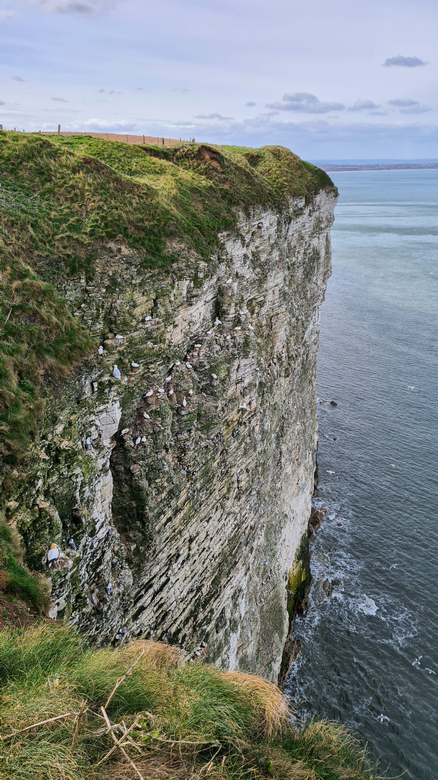 Visit Bempton Cliffs: Puffins, Walks & Stunning Views