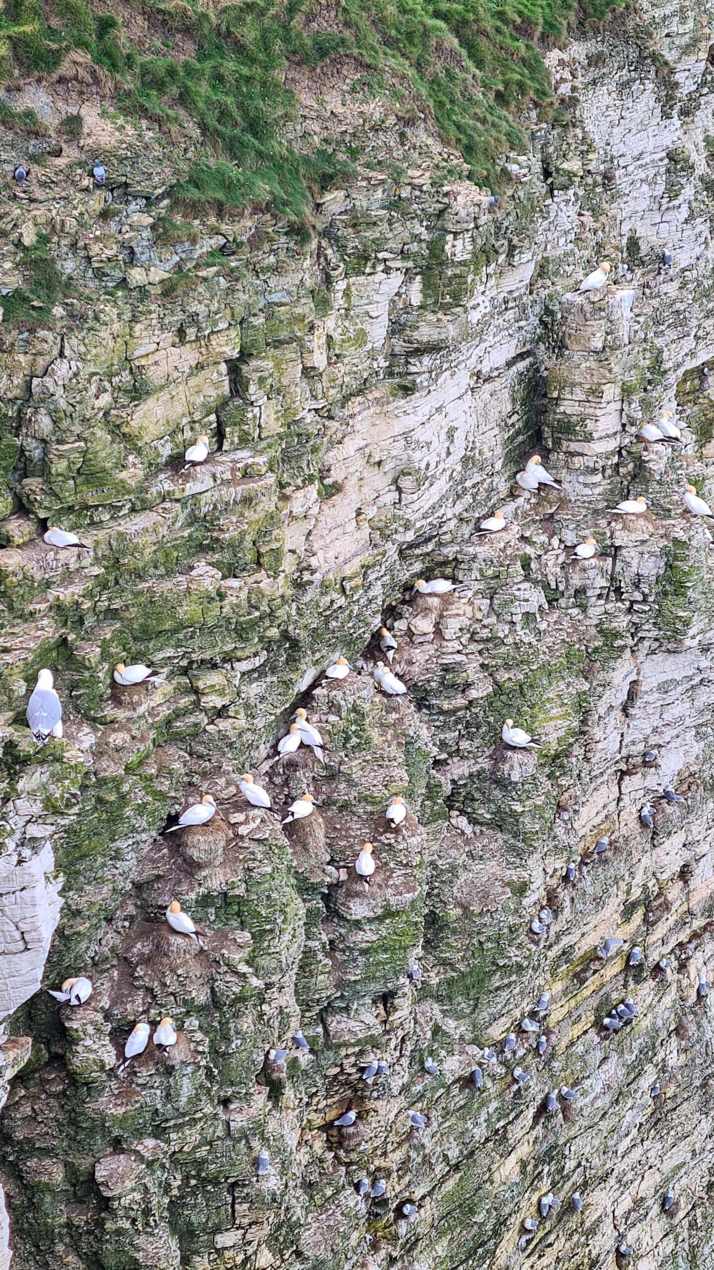 Visit Bempton Cliffs: Puffins, Walks & Stunning Views