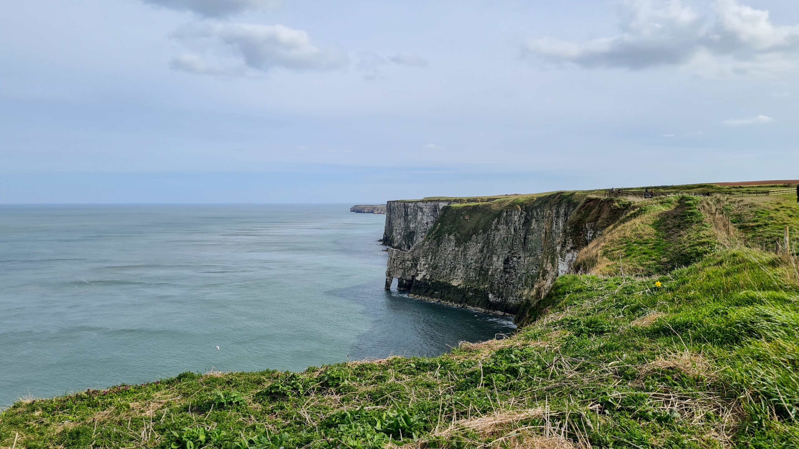 Visit Bempton Cliffs: Puffins, Walks & Stunning Views
