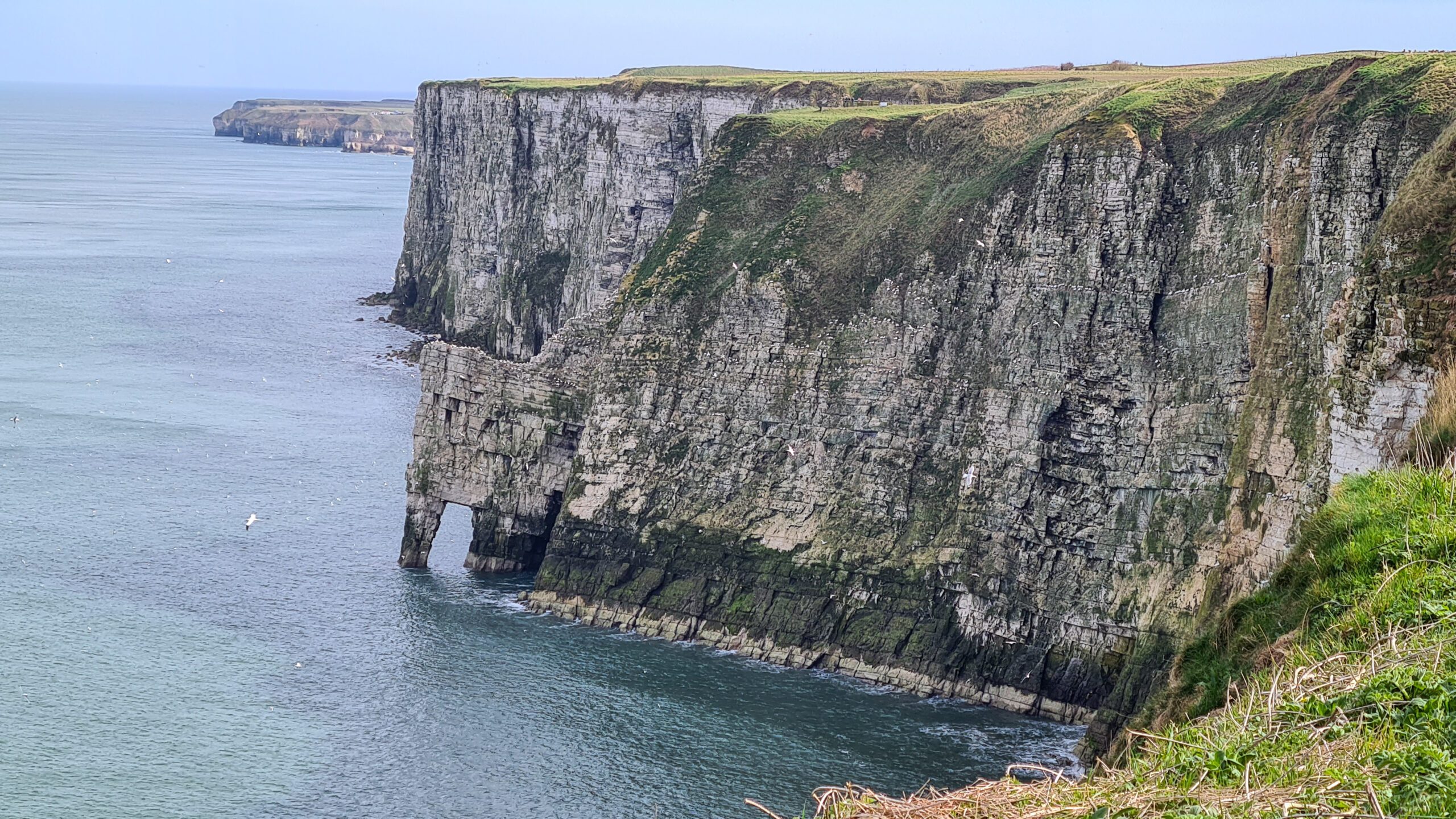 Visit Bempton Cliffs: Puffins, Walks & Stunning Views
