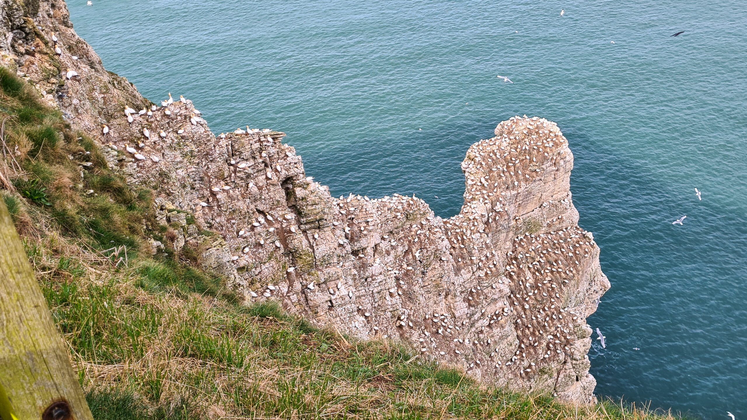 Visit Bempton Cliffs: Puffins, Walks & Stunning Views