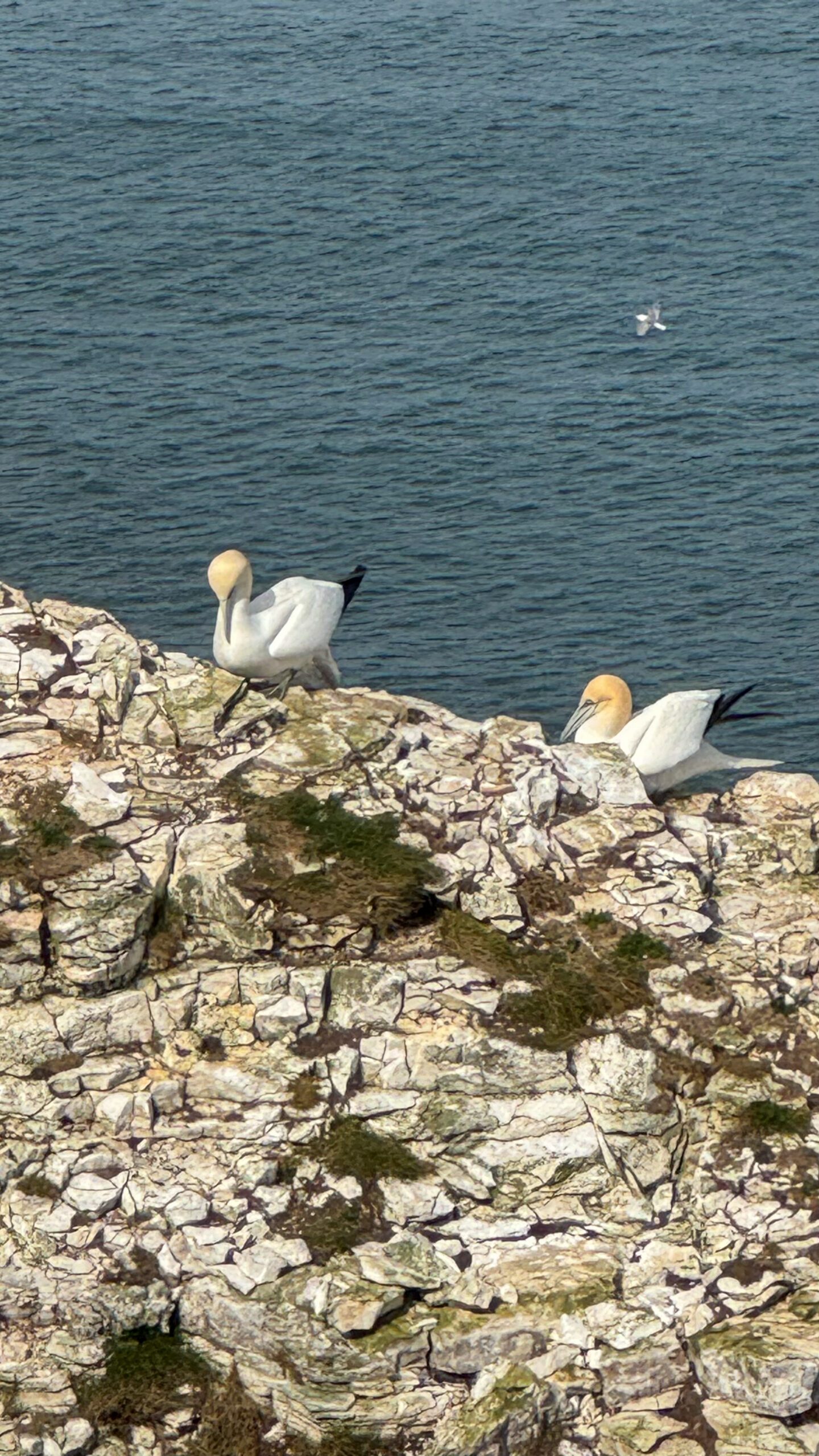 Visit Bempton Cliffs: Puffins, Walks & Stunning Views