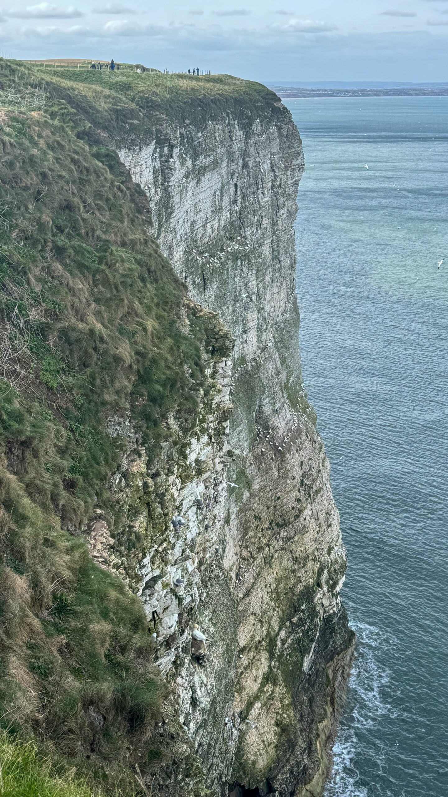 Visit Bempton Cliffs: Puffins, Walks & Stunning Views
