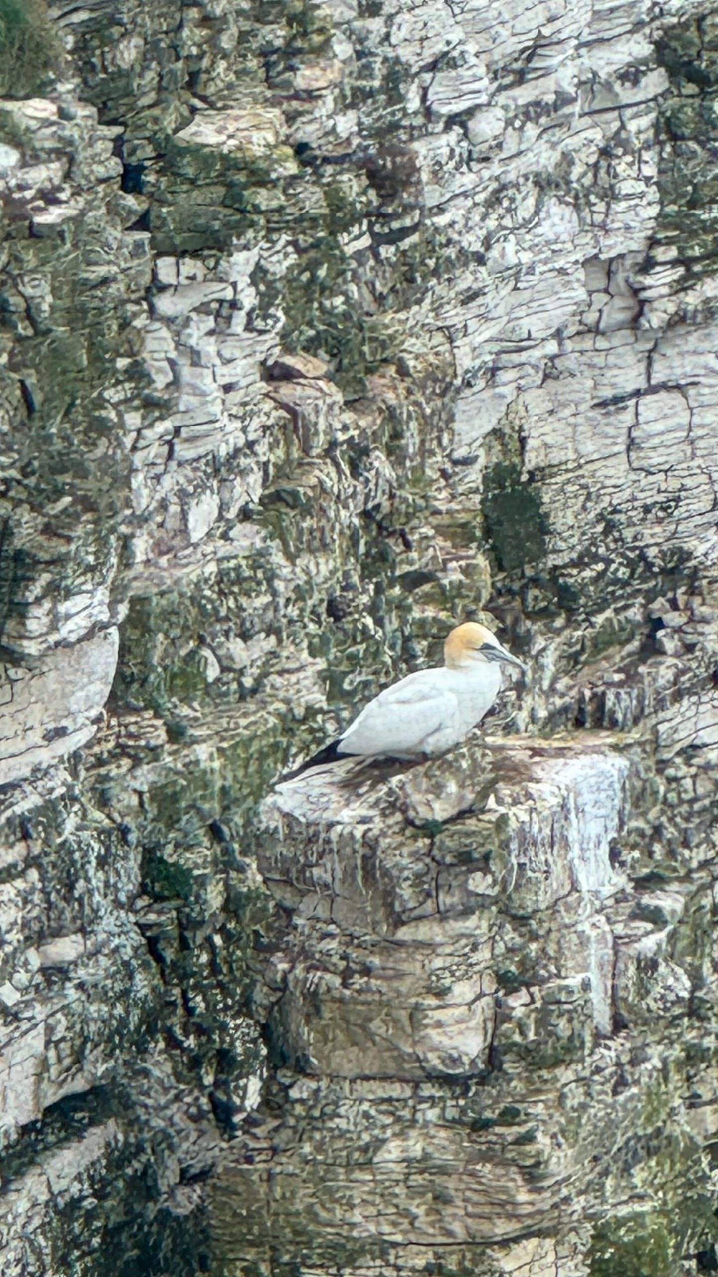 Visit Bempton Cliffs: Puffins, Walks & Stunning Views
